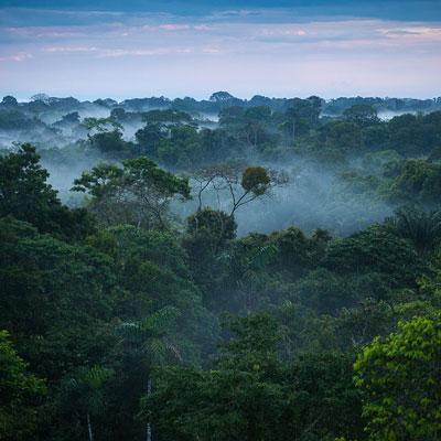 Amazon Rainforest Countries Quiz