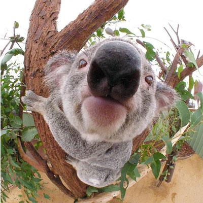 5-Letter Animals by Image Quiz