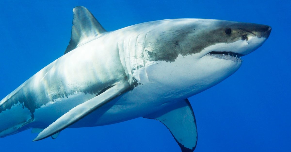 shark-anatomy-quiz
